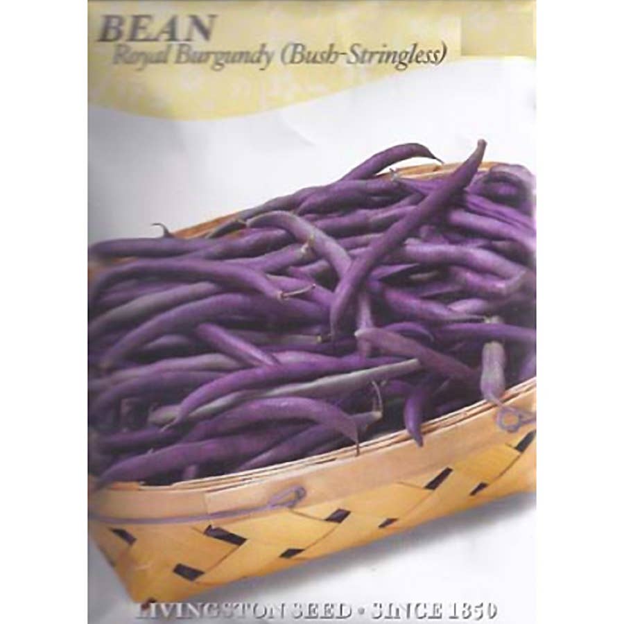 Livingston Seed Stringless Bean Seed - Royal Burgundy