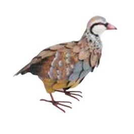 DDI Inc. Backyard Expressions Metal Quail Garden Statue