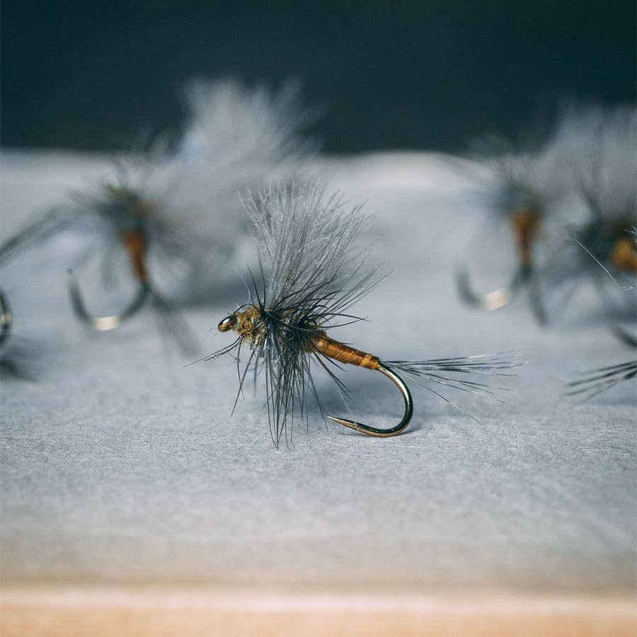CDC Thorax BWO Fly