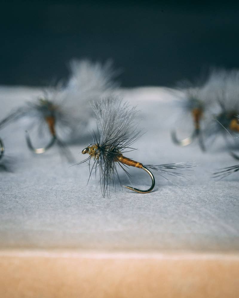 Rene Harrop's CDC Thorax - BWO