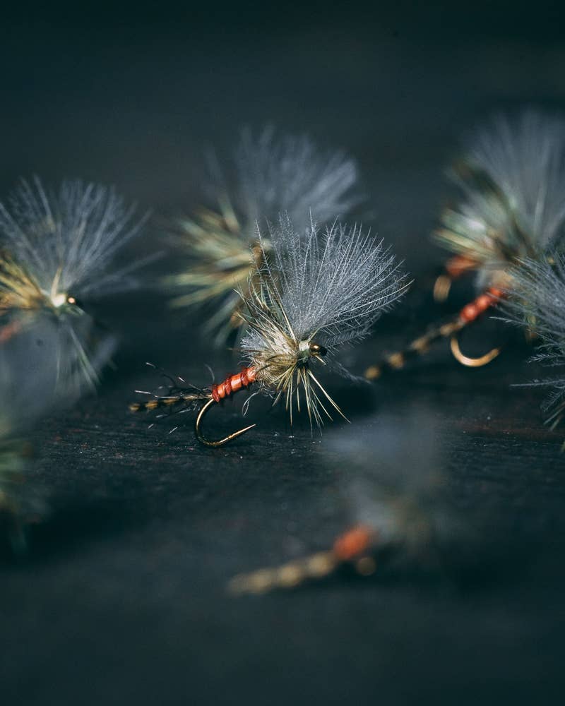 Rene Harrop's Last Chance Cripple - PMD