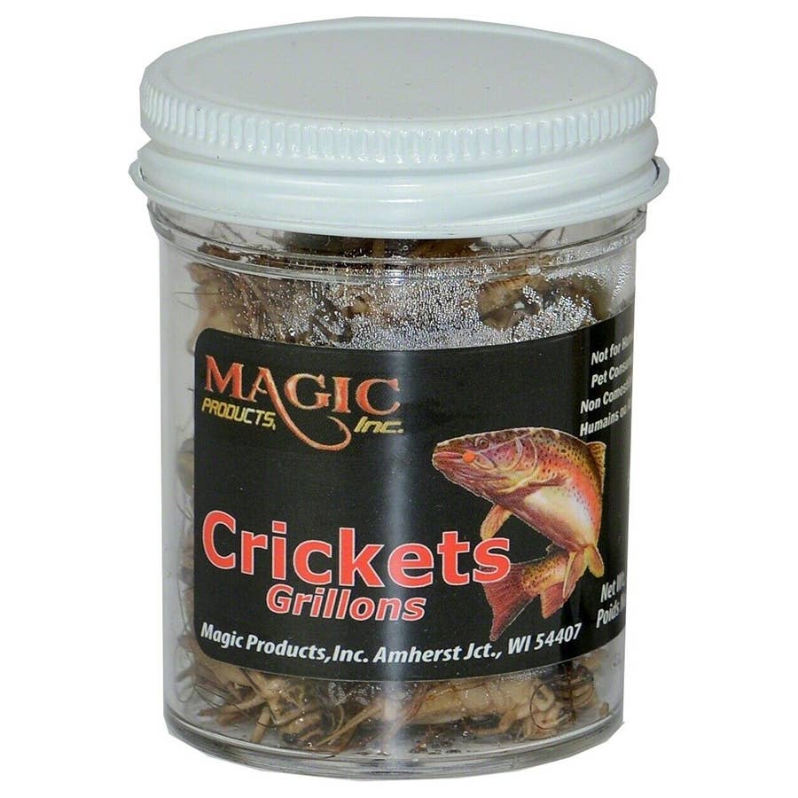 Magic Products Brown Bear Preserved Crickets Jar