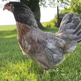 Prairie Bluebell Egger