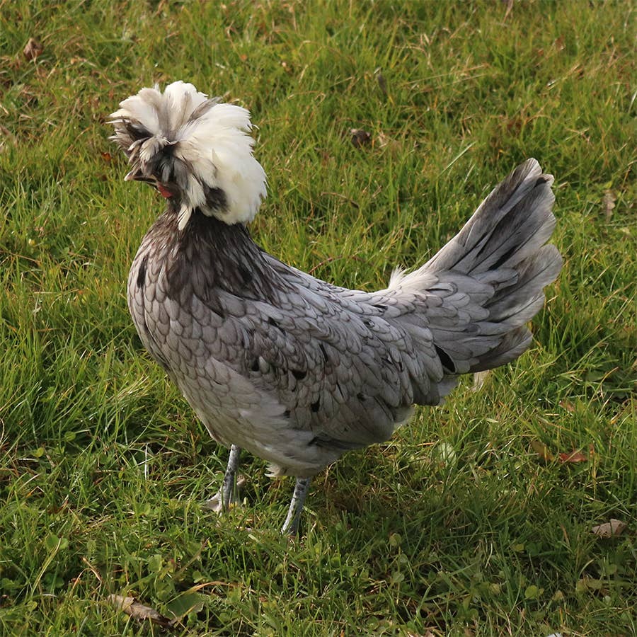 White Crested Blue Polish