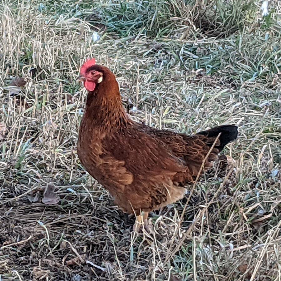 Starlight Green Egger