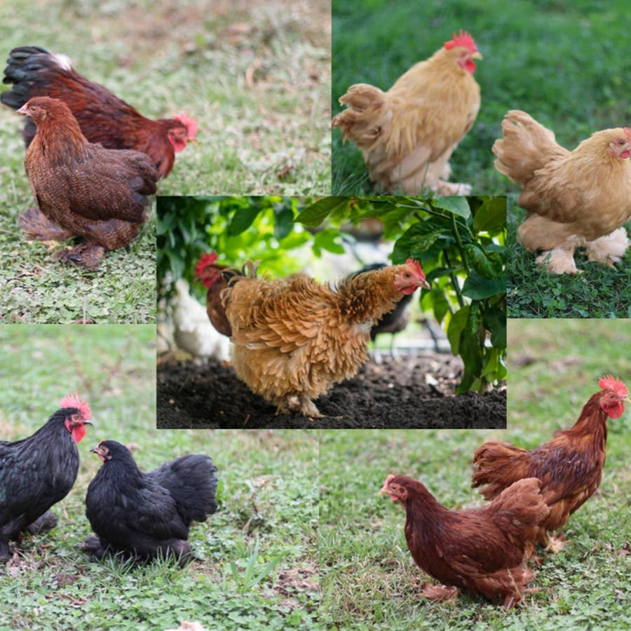 Bantam Cochin