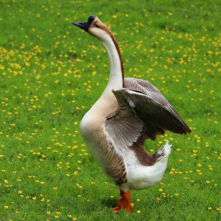 Brown Chinese Goose