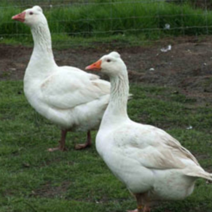 Roman Tufted Goose