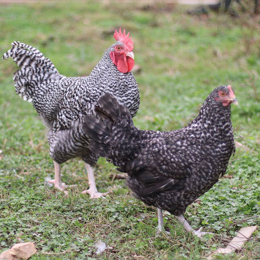 Cuckoo Maran is a very winter hardy breed with a docile temperament