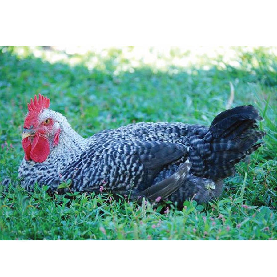 Royal Grey Broiler - Straight Run