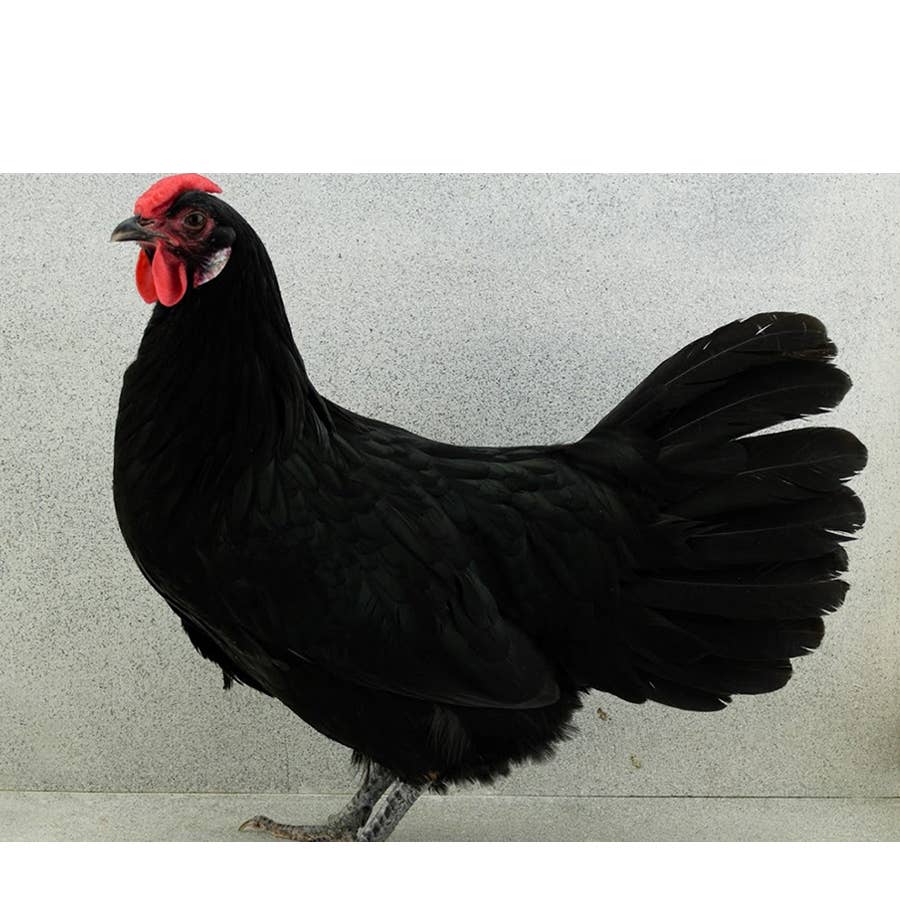 Black Minorca - Pullet