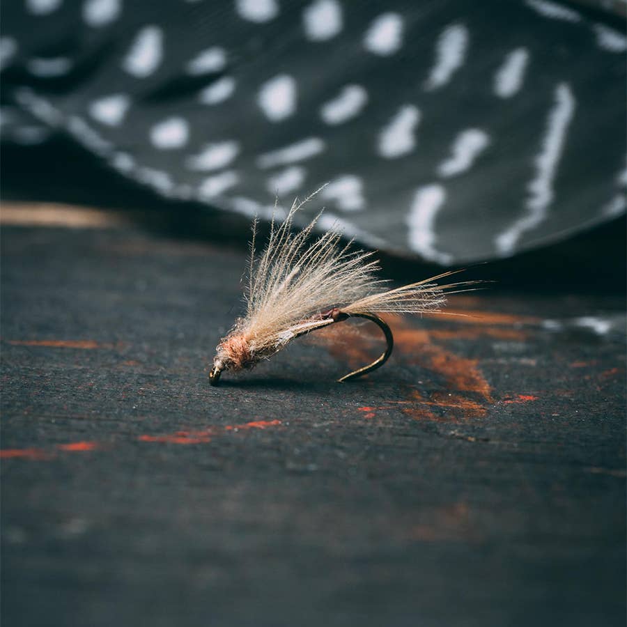 Rene Harrop's CDC Biot Dun - Pink Albert