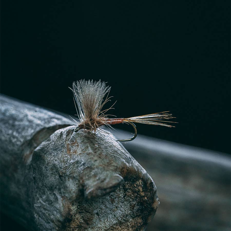 Rene Harrop's Pink Albert CDC Thorax