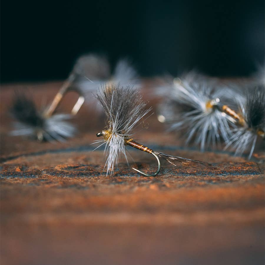 Rene Harrop's Flavilinea CDC Thorax