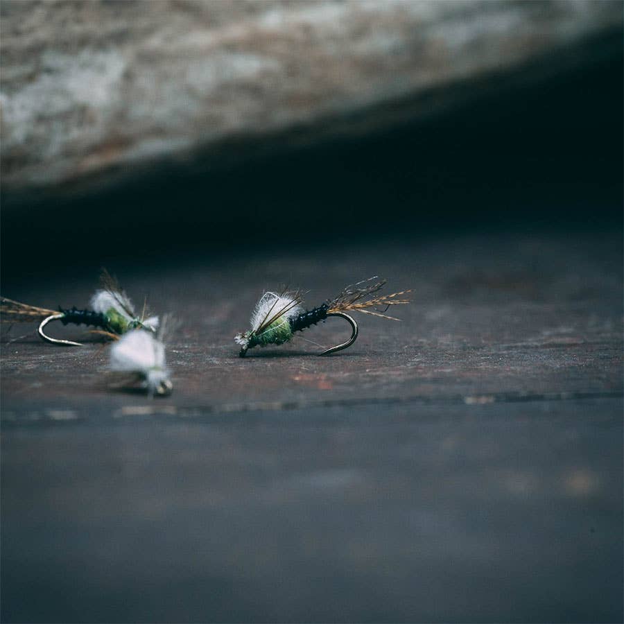 Rene Harrop's Captive Dun - Trico