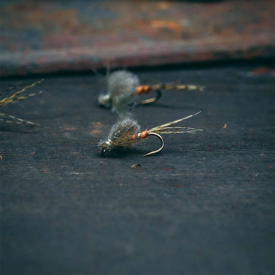 Rene Harrop's Captive Dun - BWO