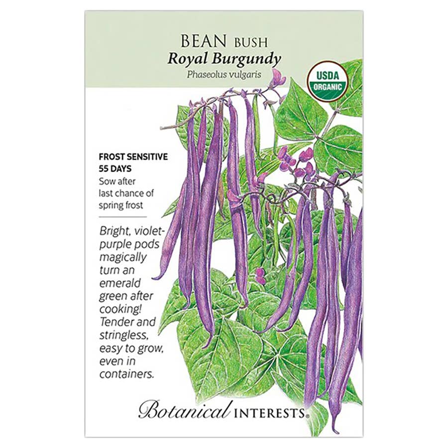 Botanical Interests Bean Bush Royal Burgundy Organic Seeds