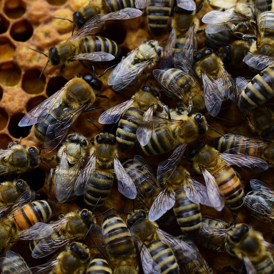 Harvest Lane Honey Live Bees Italian - 3 lb package