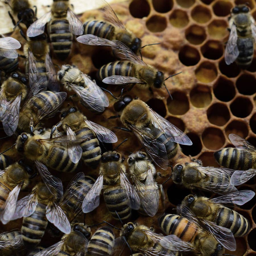 Harvest Lane Honey Live Bees Carniolan - 3 lb package