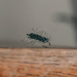 Griffith's Gnat - 16