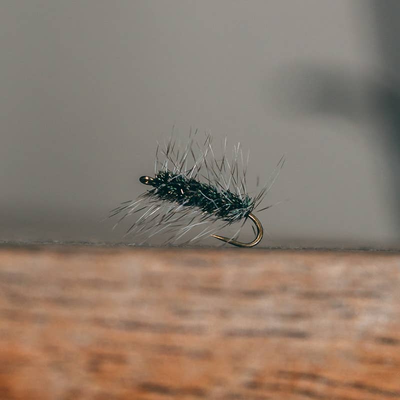 Griffith's Gnat - 16