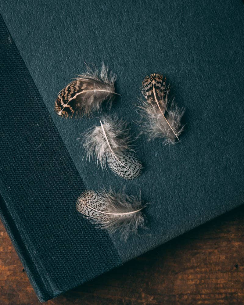 Tom Gagnon Loose Hungarian Partridge Feathers - Natural
