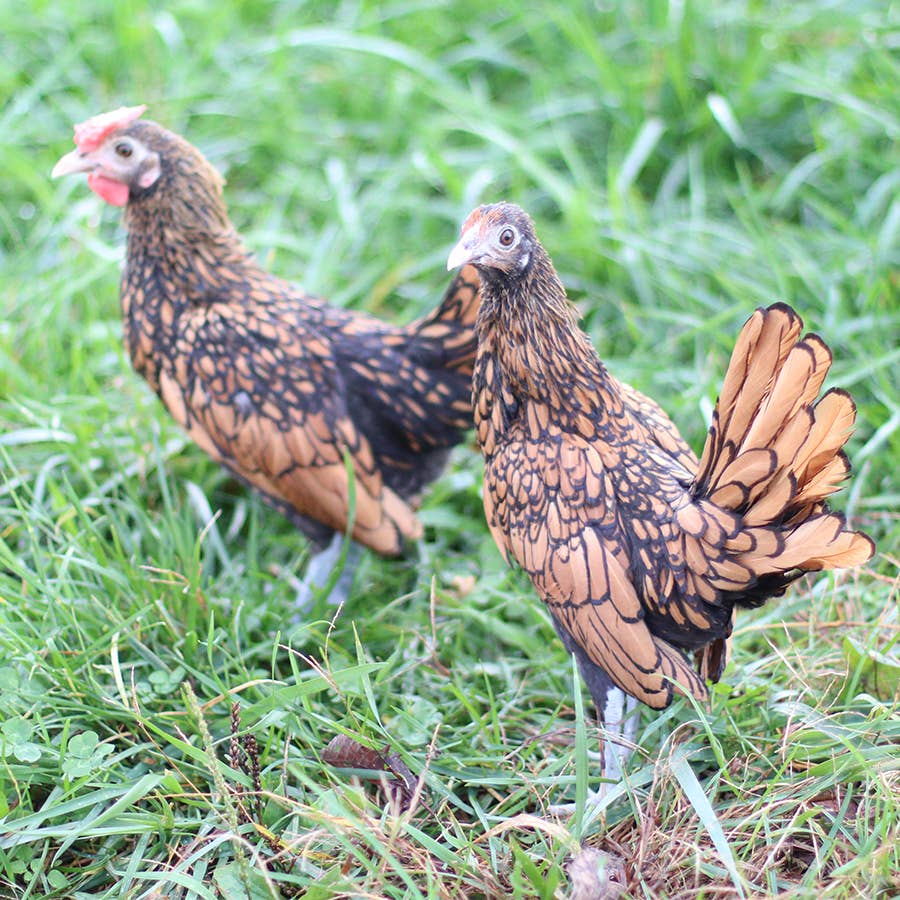 Bantam Golden Sebright