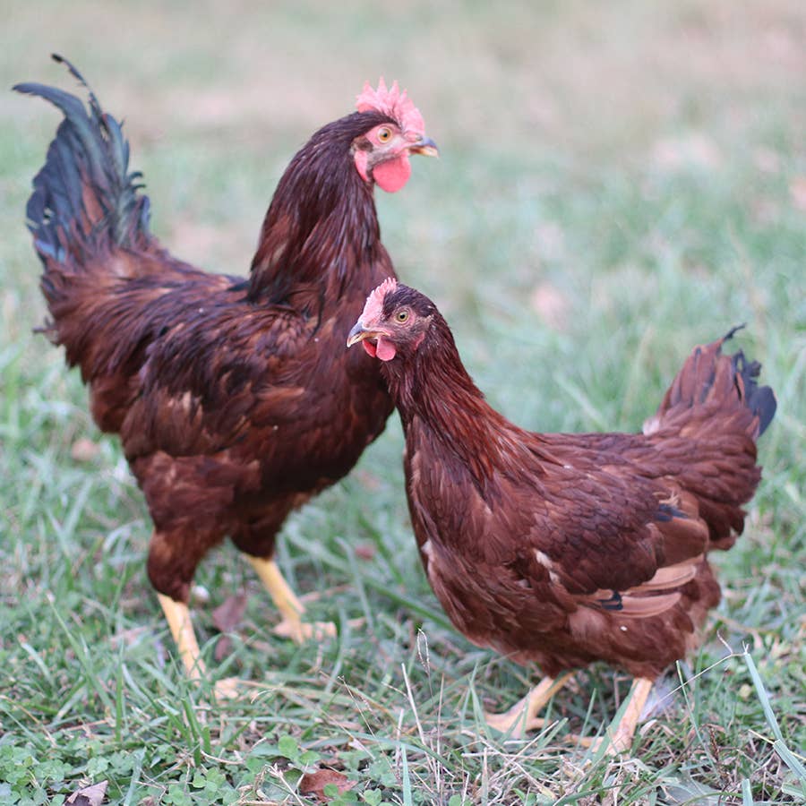 Rhode Island Red