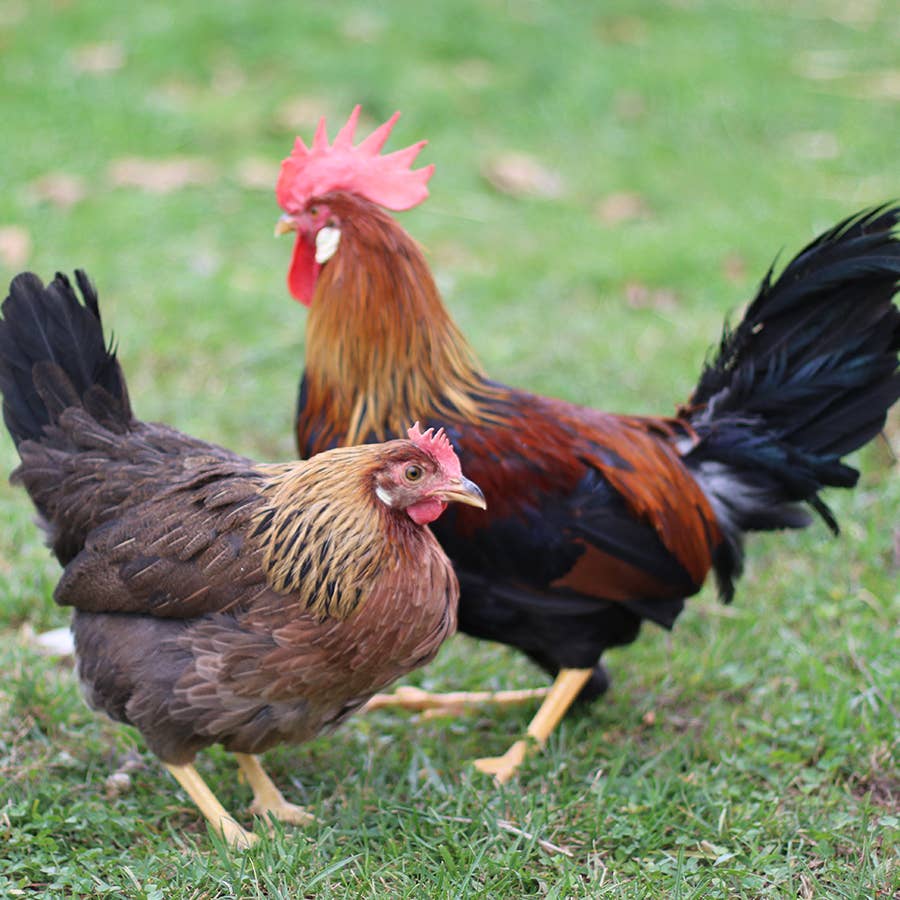 Brown Leghorn