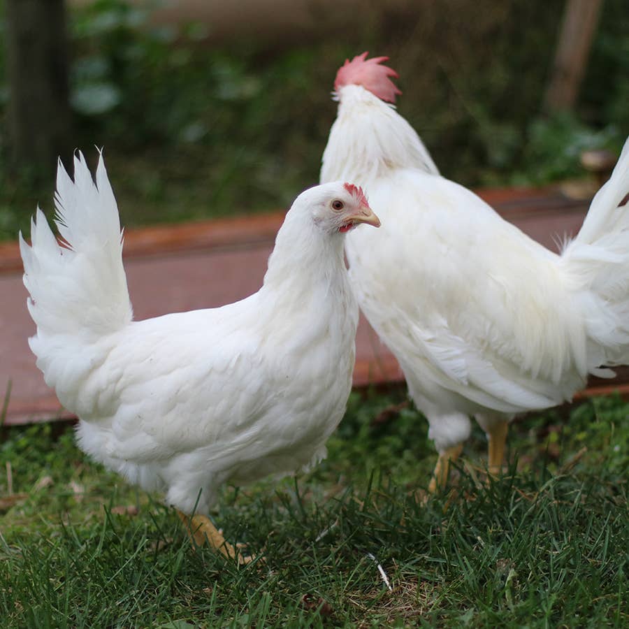 White Leghorn