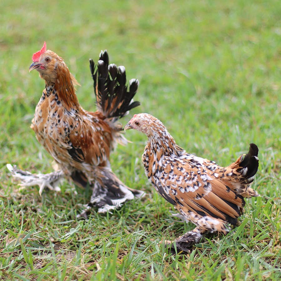 Bantam Milli Fleur