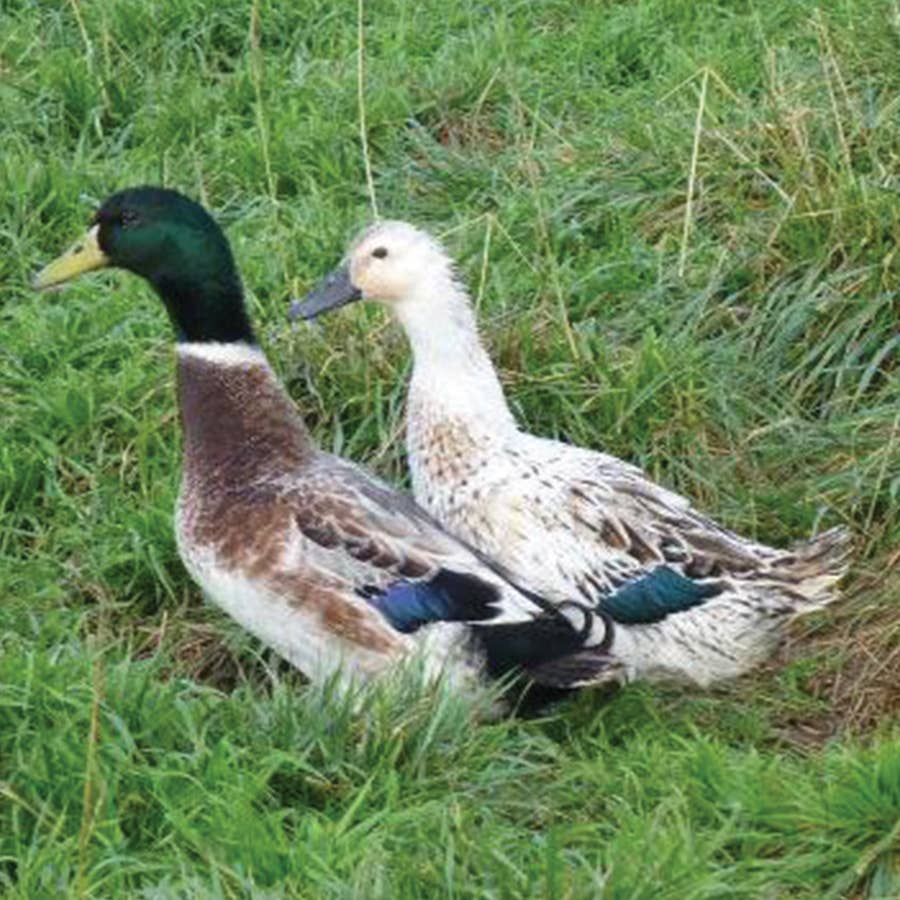 Welsh Harlequin Duck