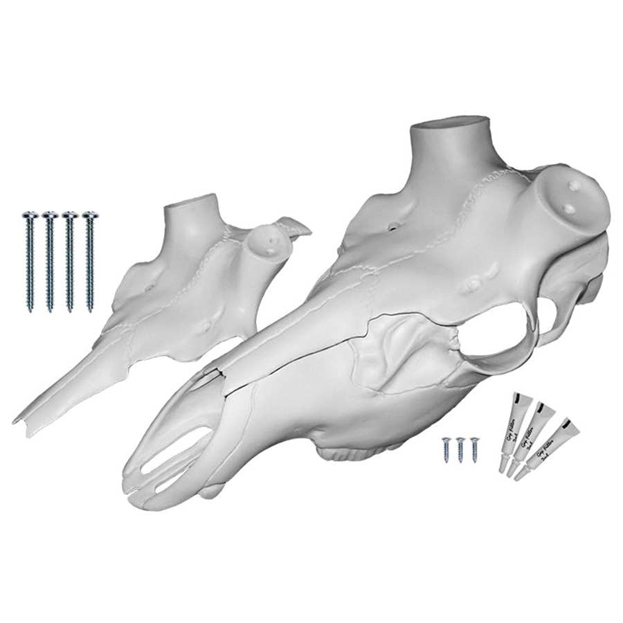 Mountain Mike's Skull Master Universal Elk European Mount Kit
